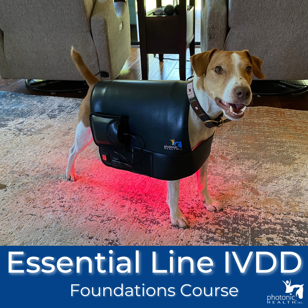 Dog IVDD Repair/Recovery Course – Photonic Health